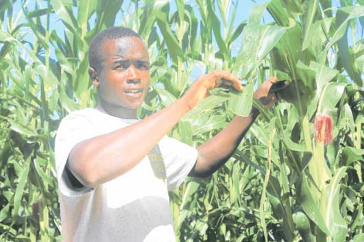 Maize farmers’ hope grows on accessibility of inputs | The Citizen