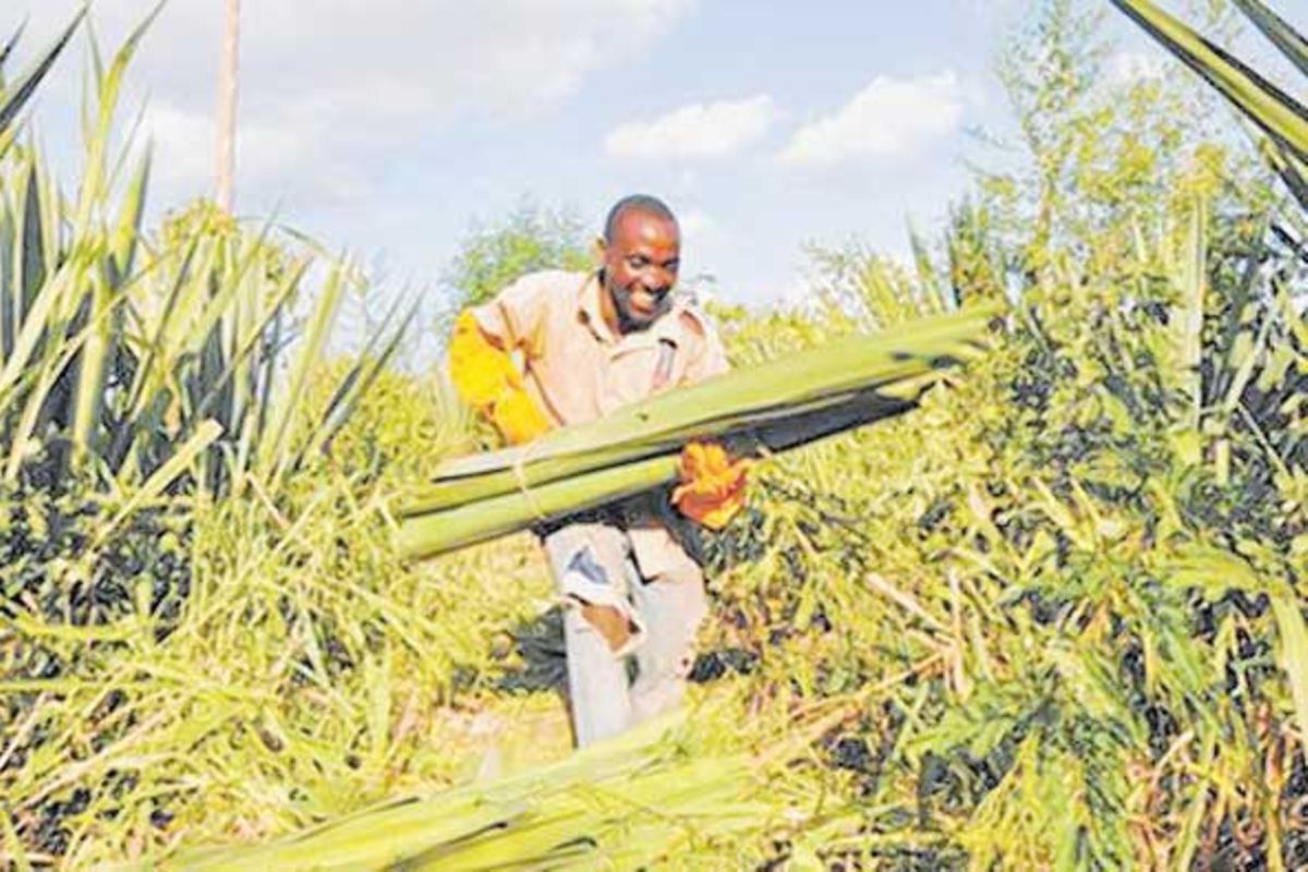 Sisal prices down by 1.7 per cent | The Citizen