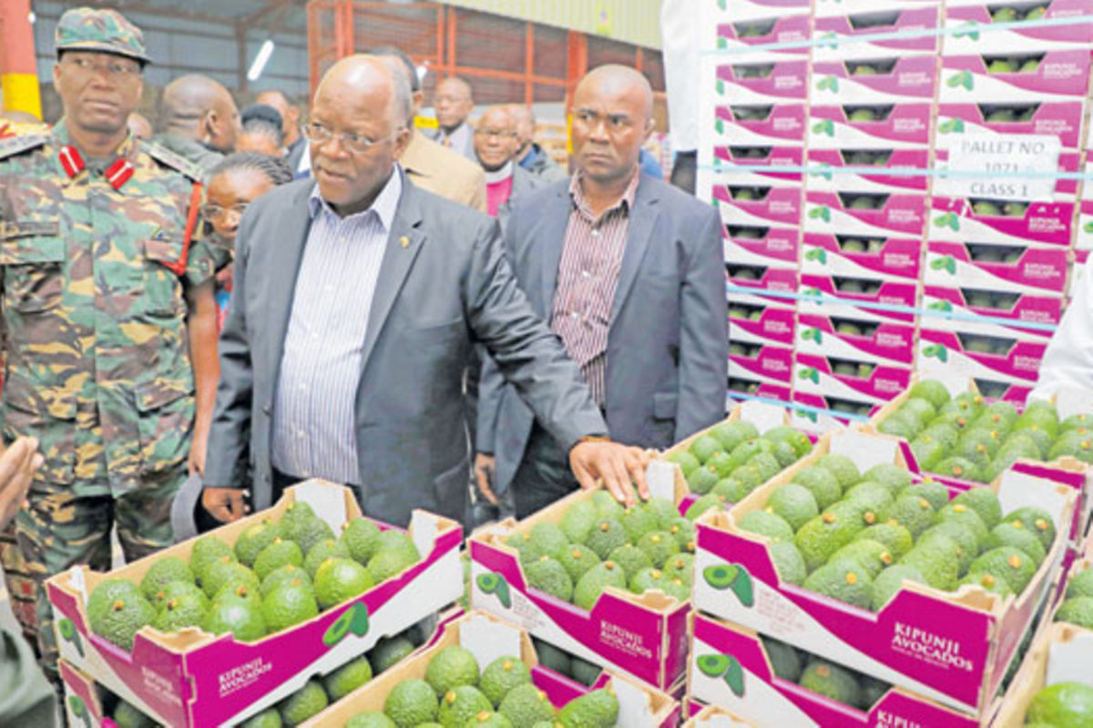 Fresh hope for over 20,000 avocado growers | The Citizen