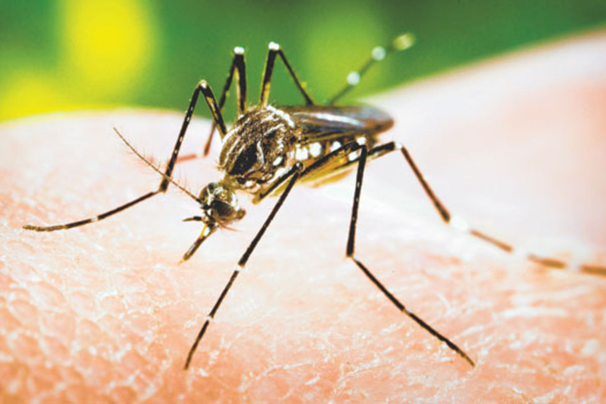 Government moves to control spread of dengue fever | The Citizen