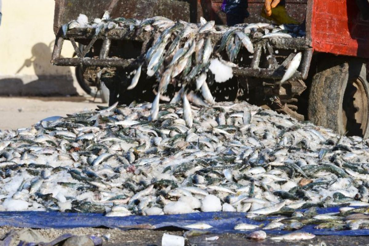 Export of Fish oil, meal a threat to millions in Africa: Greenpeace ...