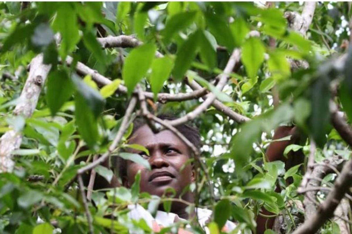 Smiles as Kenya’s miraa farmers start exports to Israel | The Citizen