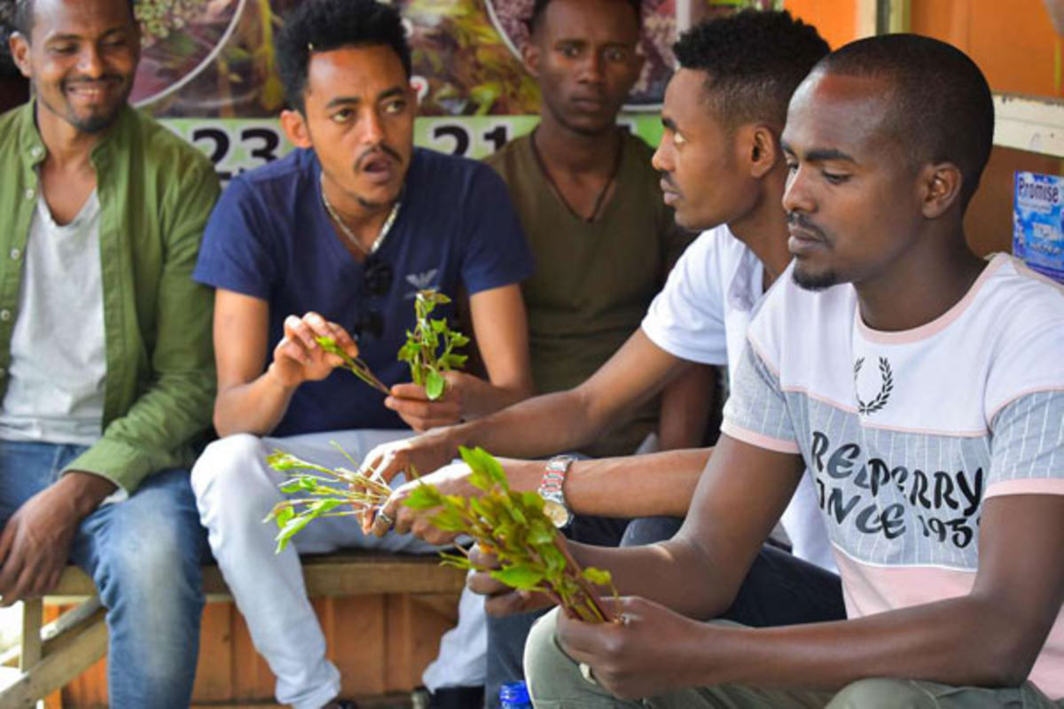 In Ethiopia, a rehab centre takes on khat addiction | The Citizen