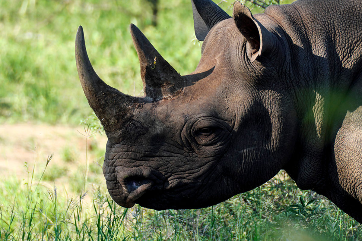 Tanzania receives nine black rhinos from South Africa | The Citizen