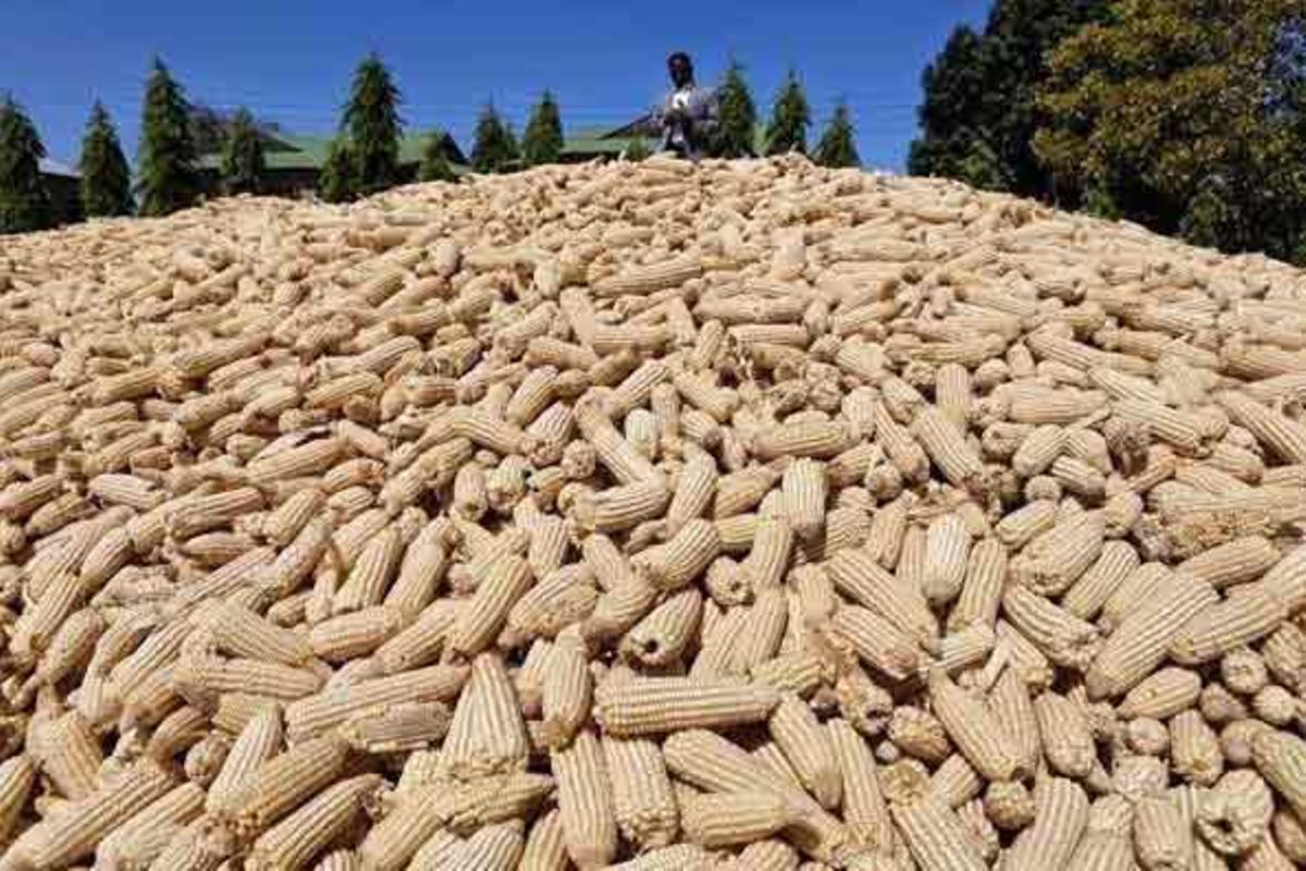 Boon for traders as maize price climbs 48 per cent | The Citizen
