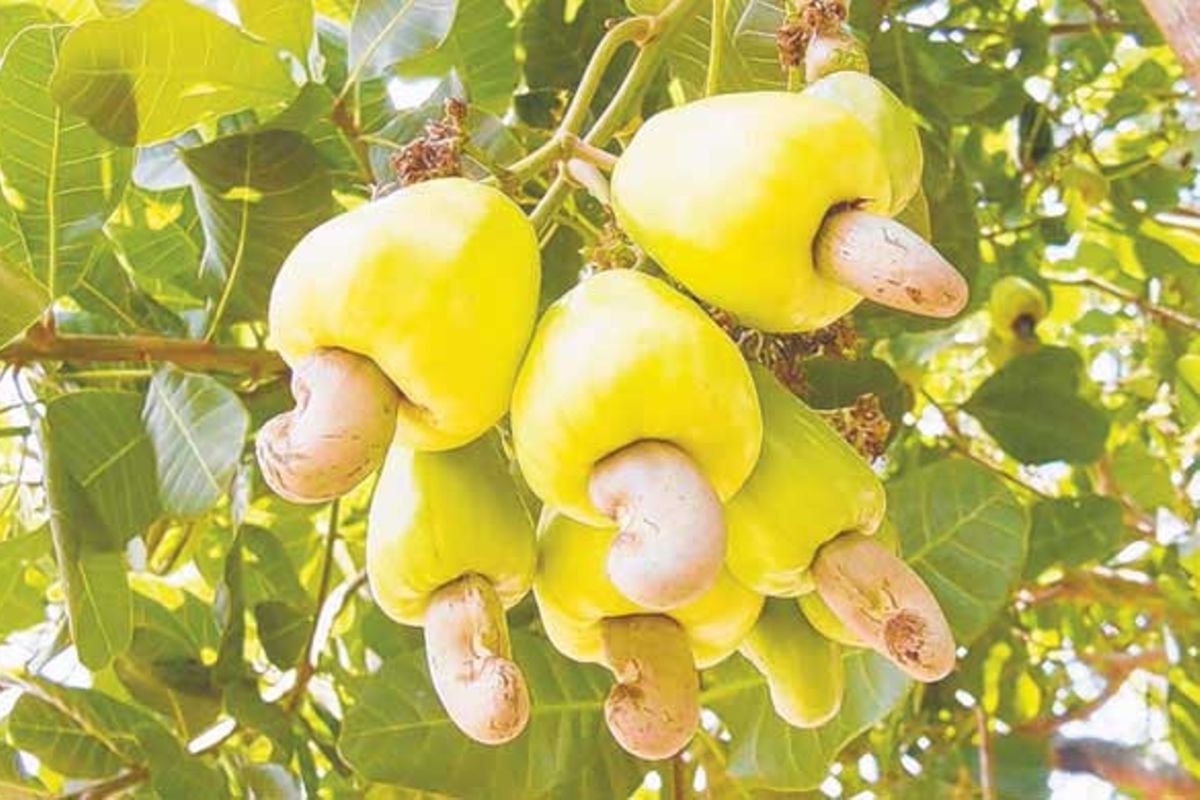 Domestic plants process 4,000 tonnes of cashews | The Citizen
