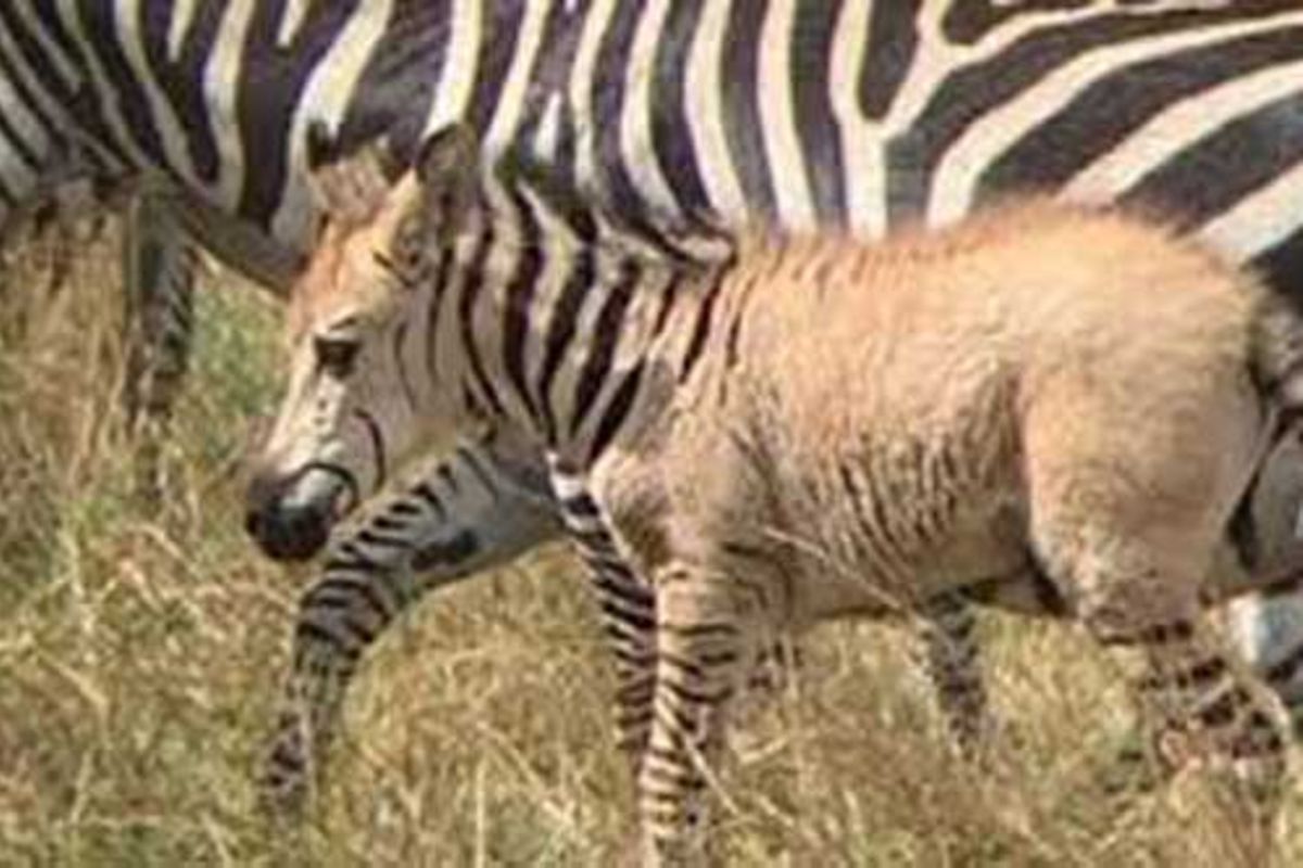 Rare ‘golden’ Zebra sighted in Maasai Mara | The Citizen