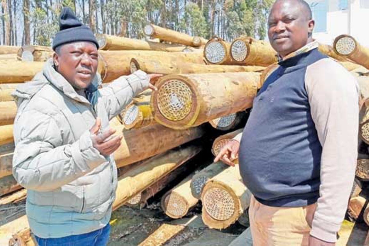 The benefits Mufindi gets from electric poles sales | The Citizen