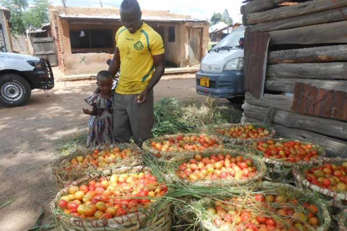 OPINION: Use of improved seeds can transform farming | The Citizen