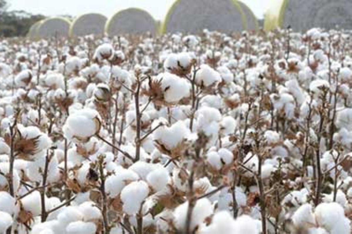 Impact of struggling cotton sub-sector | The Citizen