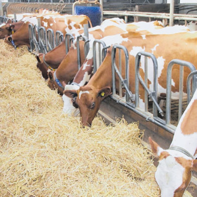 Tanzania’s dairy industry lagging behind - The Citizen