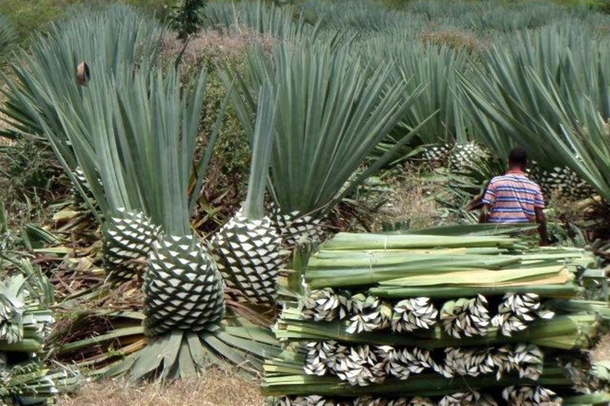 Probe committee uncovers major sisal scandal | The Citizen