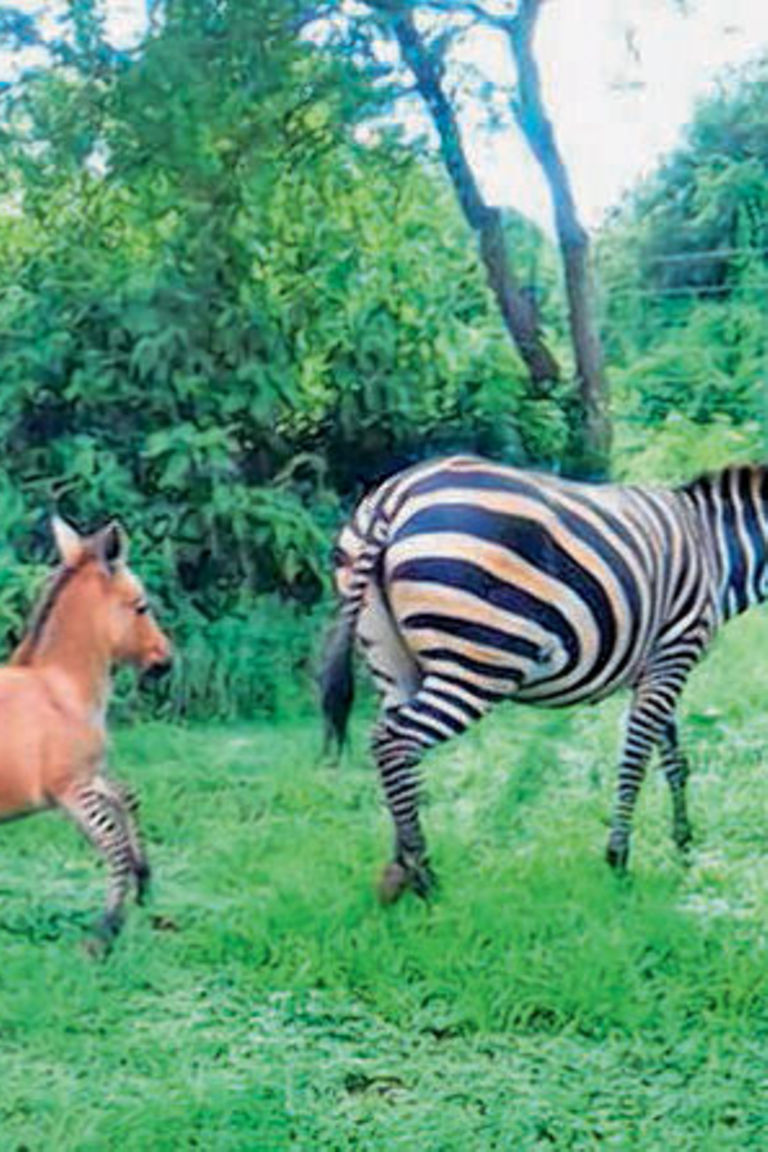 Zebra gives birth after mating with donkey - The Citizen