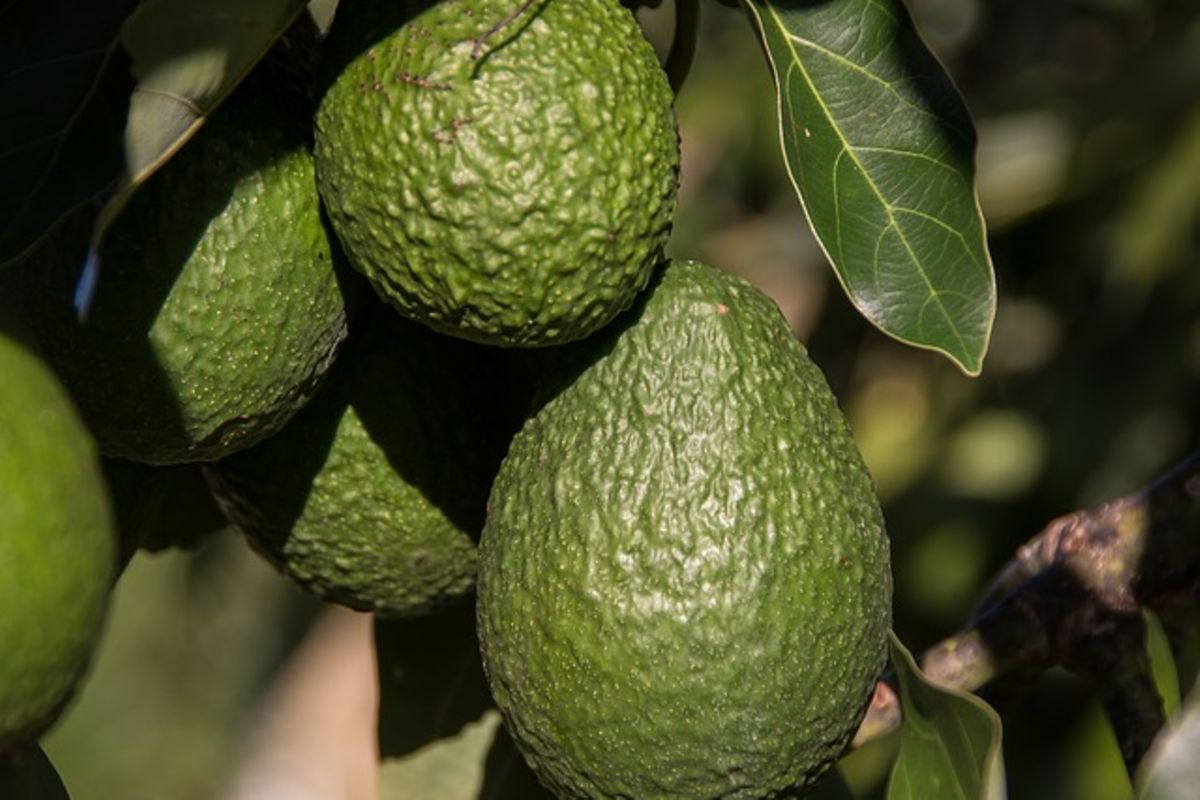 Tanzania's avocados go from zero to Sh28bn-a-year crop | The Citizen