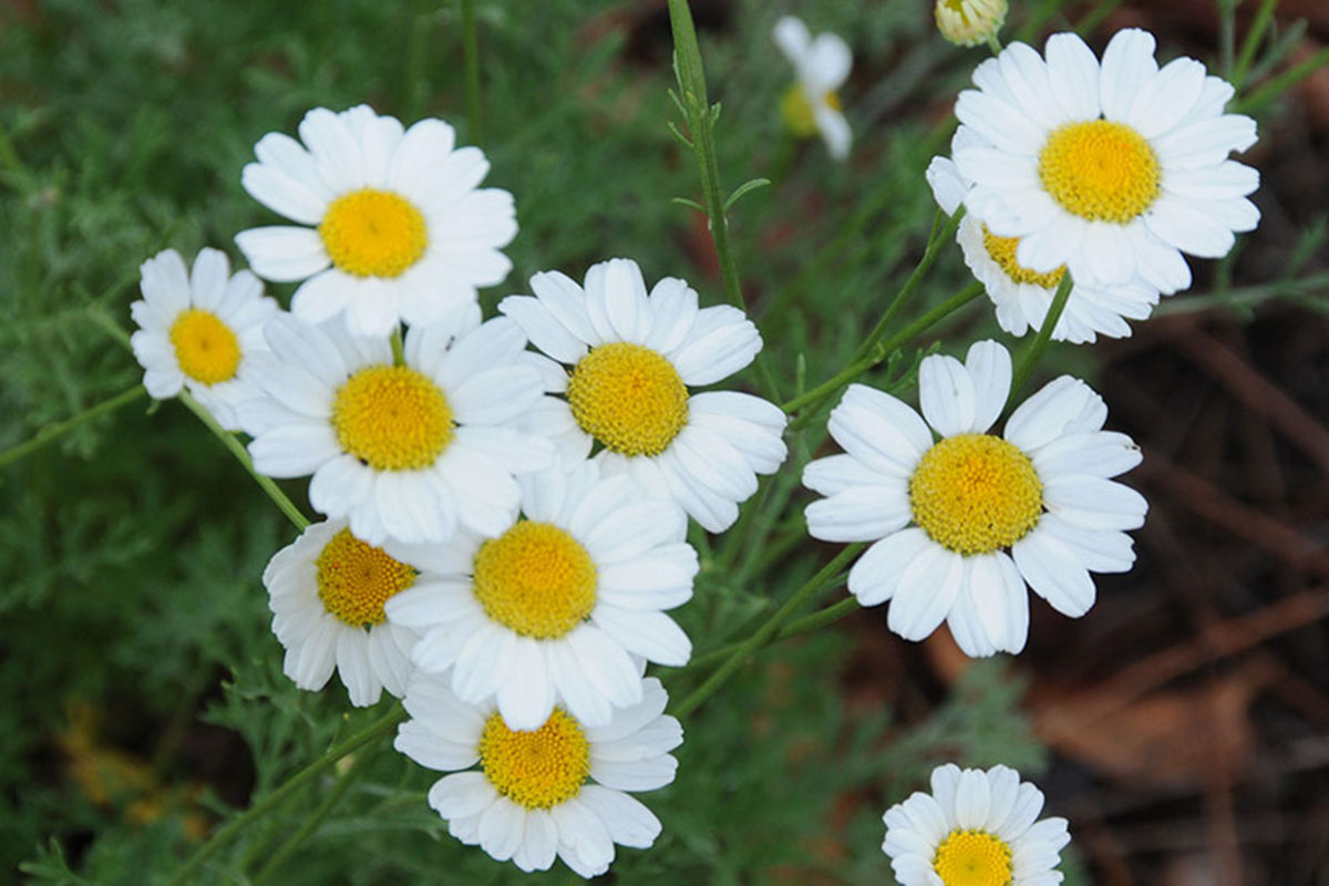 Pyrethrum export up by 15 per cent as production improves | The Citizen
