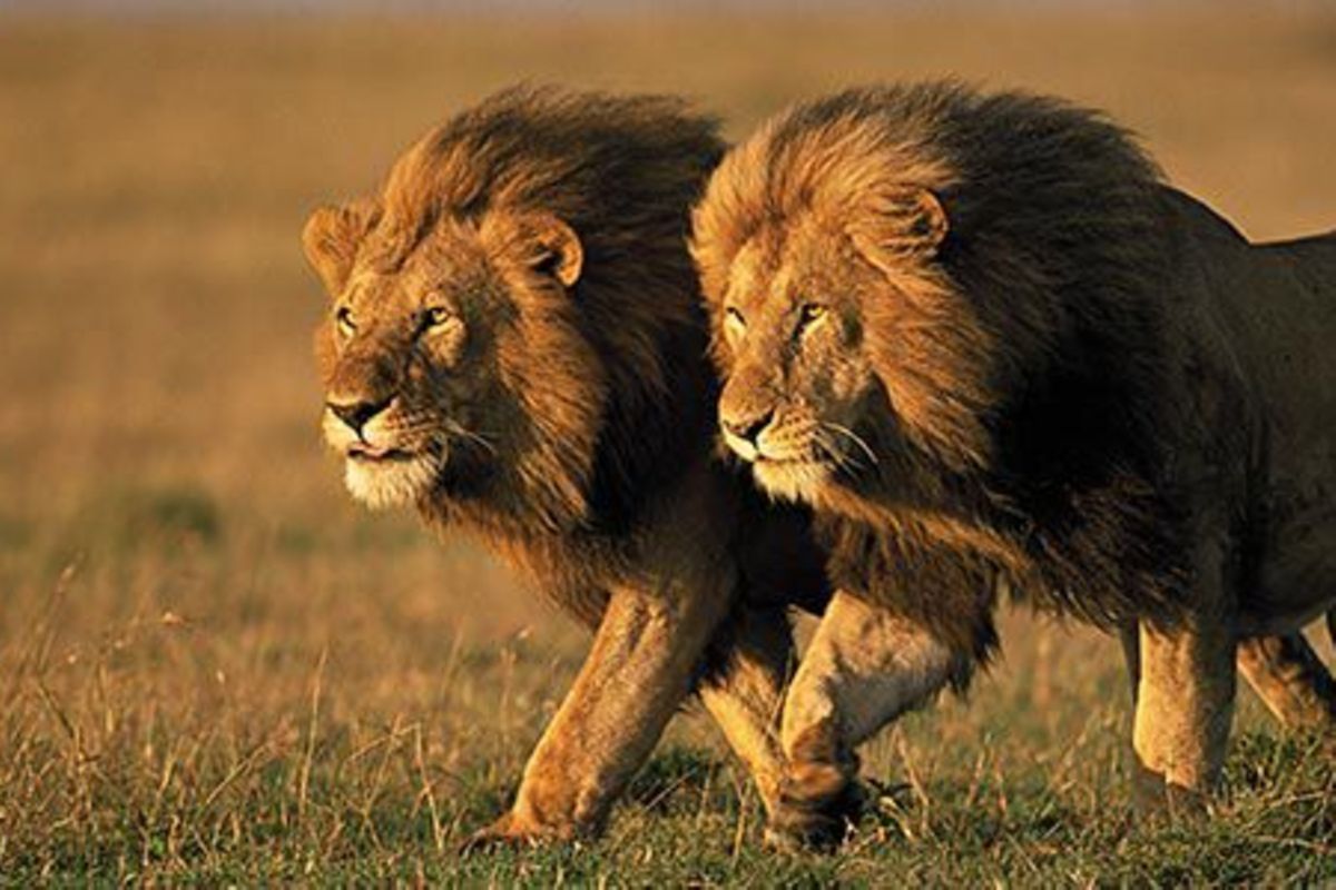 Emulating animals on leadership | The Citizen