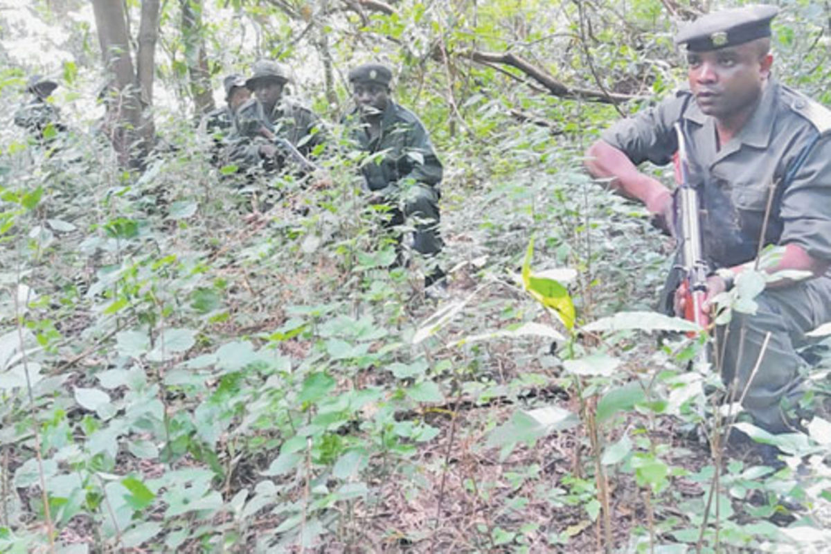 Milestone as poaching falls by 80pc | The Citizen