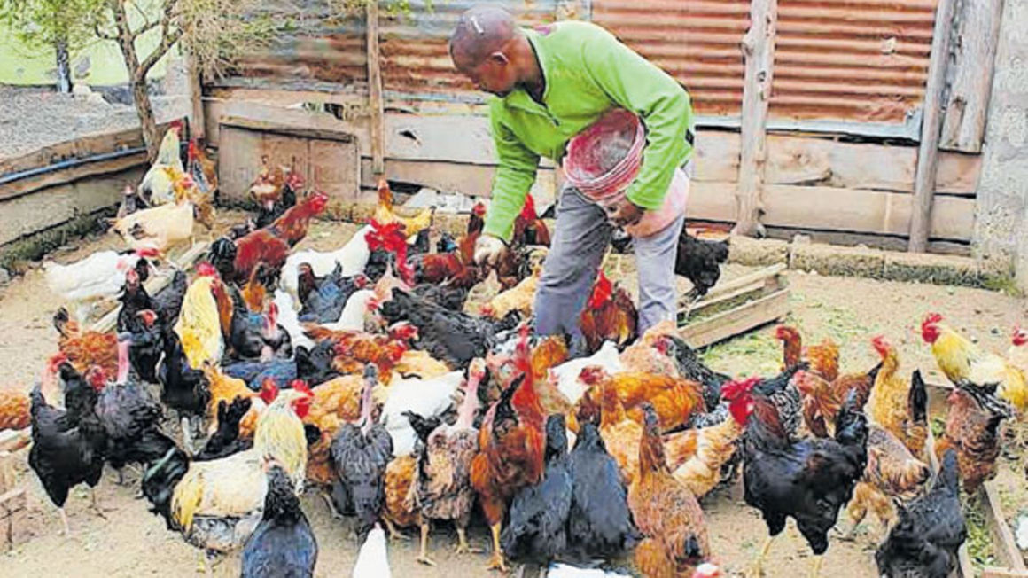 Lessons,challenges in rearing the ‘native’ breeds of chicken - The Citizen