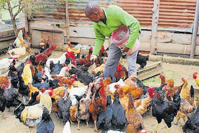Lessons,challenges in rearing the ‘native’ breeds of chicken - The Citizen