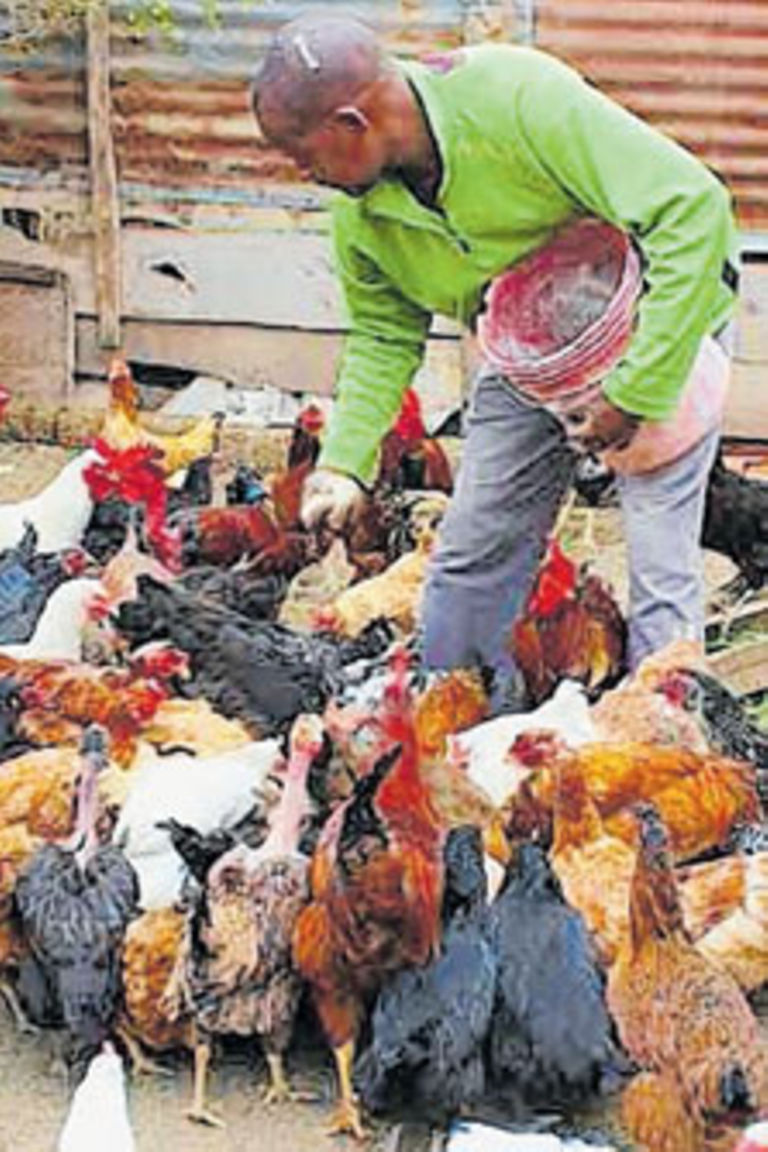 Lessons,challenges in rearing the ‘native’ breeds of chicken - The Citizen