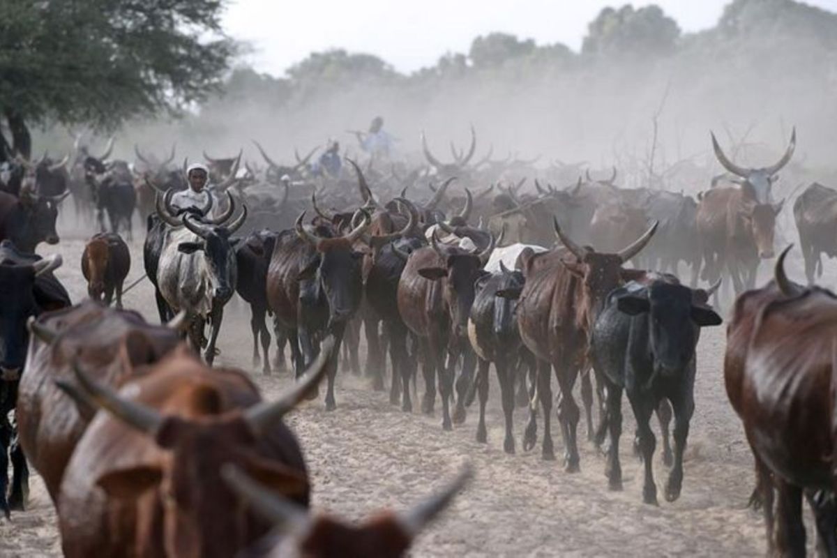 Tanzania maintains livestock herd position | The Citizen