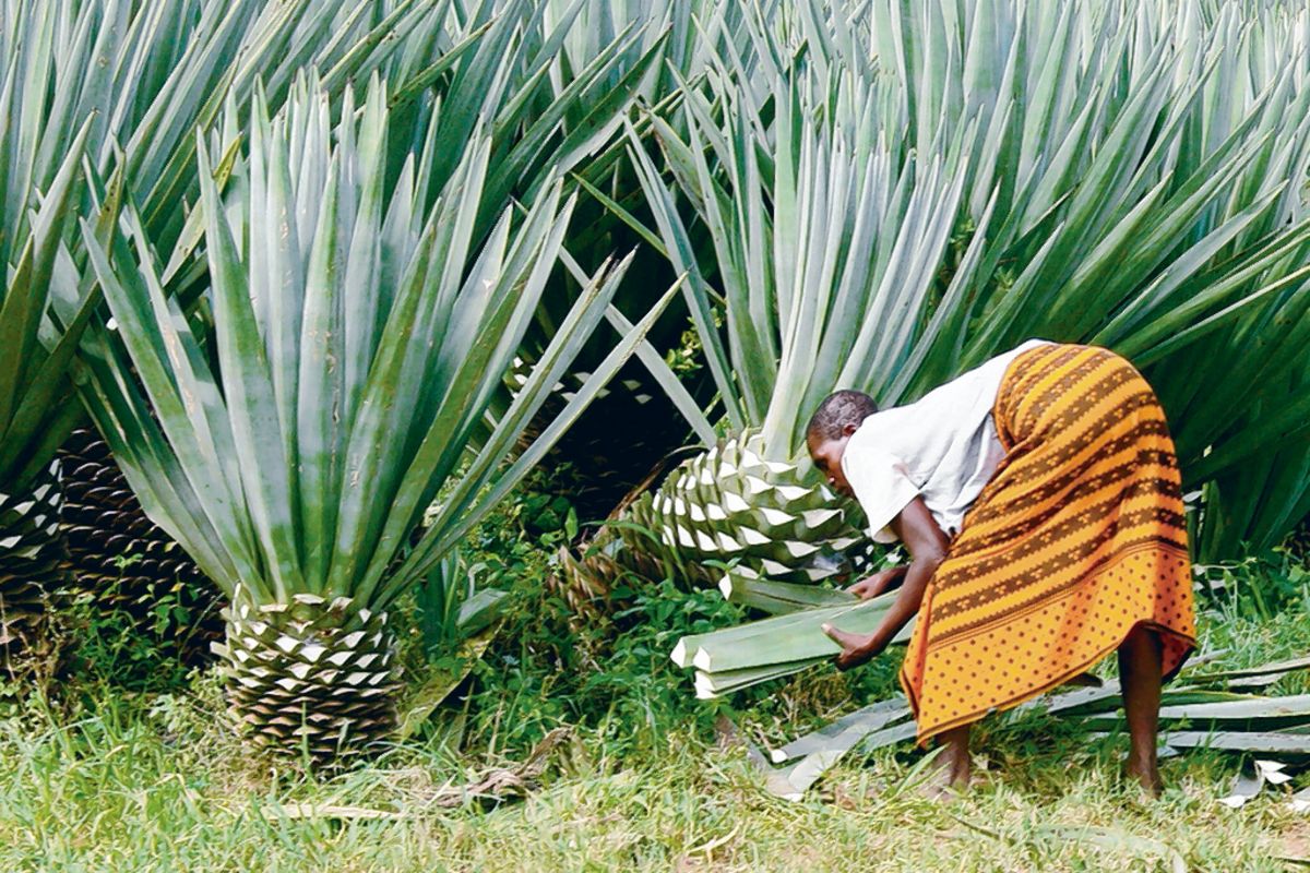 Dutch firm plans Sh13.8bn sisal plant in Tanga | The Citizen