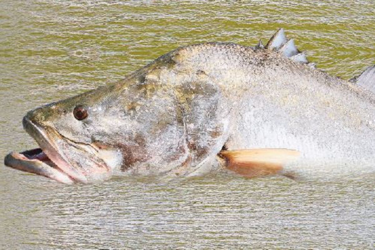 EA fisheries’ contribution undervalued, report shows | The Citizen