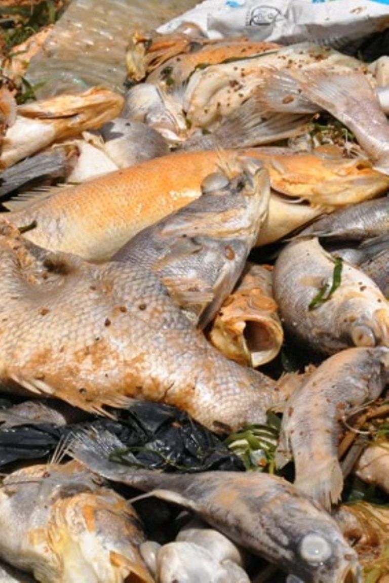 Why fish are dying in Lake Victoria - The Citizen