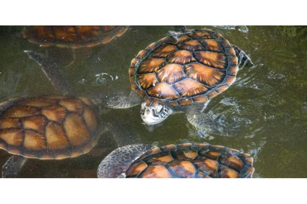 Dozens of Indian turtles die in suspected poisoning | The Citizen