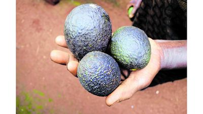 Why Tanzania needs to invest more into avocado production - The Citizen