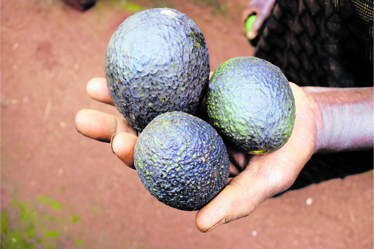 SMEs digest: How local avocado oil firm adds value to farm produce ...