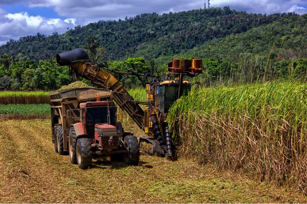 Kilombero Sugar Details Impact Of Expansion Project The Citizen kilombero-sugar-details-impact-of-expansion-project-the-citizen