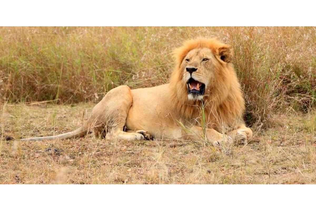 Scarface, Maasai Mara’s most iconic lion, dies | The Citizen