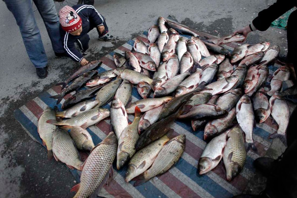 Taiwan tosses fish ‘poached’ by Chinese vessel back into sea | The Citizen