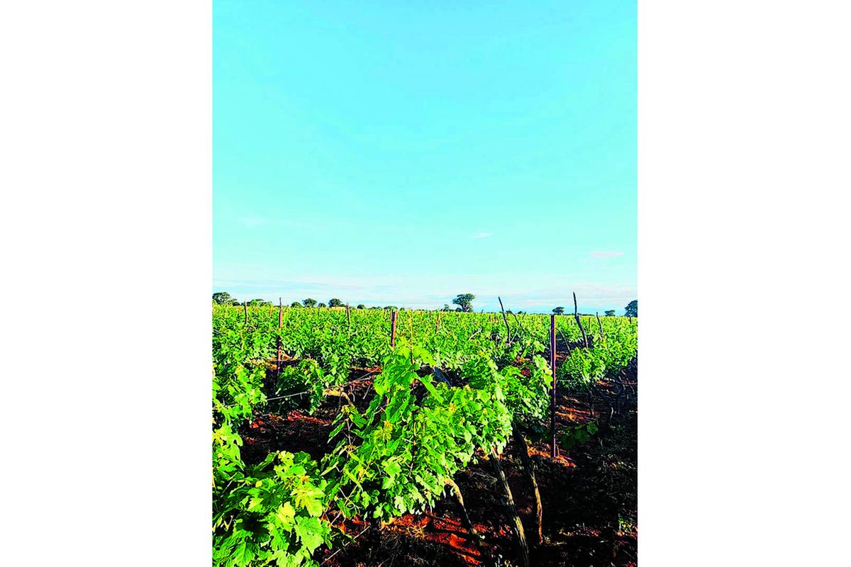 SMEs digest: Madeje sisters have grand plans for grapes subsector | The ...