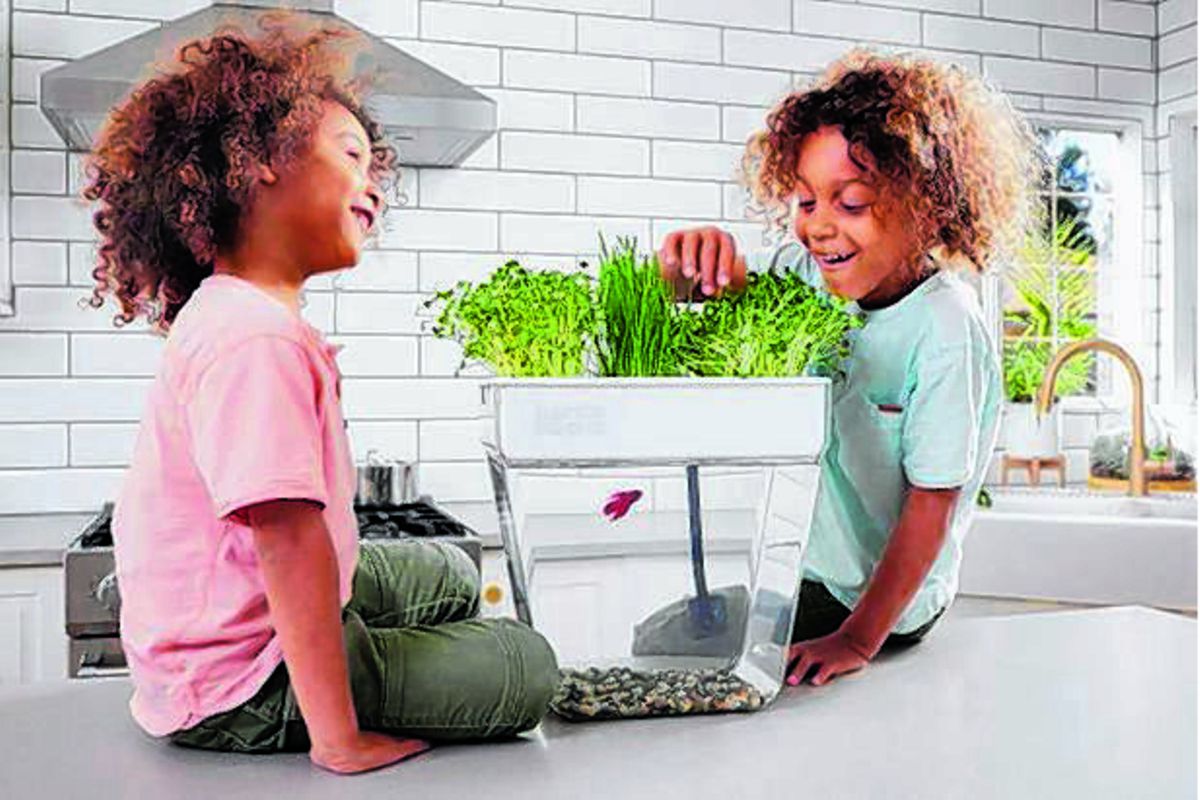 Hydroponics: Modern and fun farming for kids | The Citizen