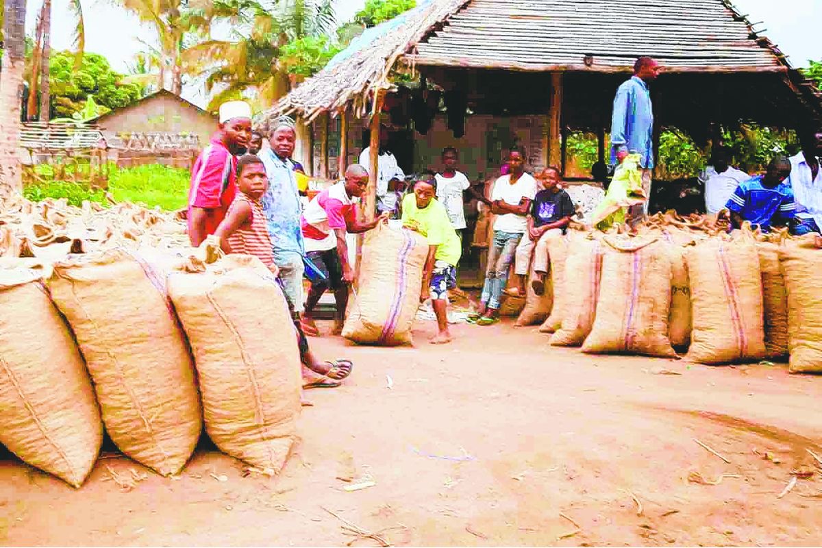 SMEs digest: Mkinga gets Sh400 million factory for processing cashew ...