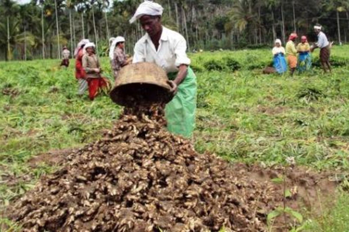 Millionaires emerge from ginger farming | The Citizen