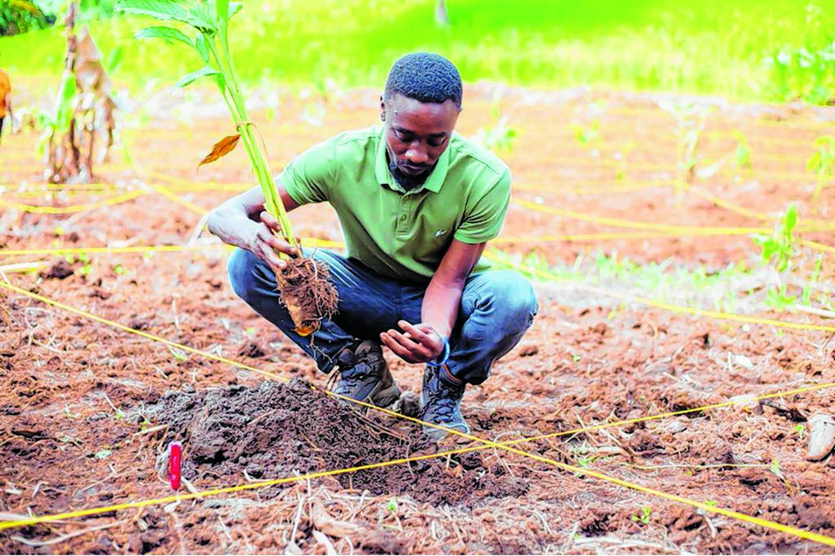 Organic farming pays, attests young investor in spice crops | The Citizen
