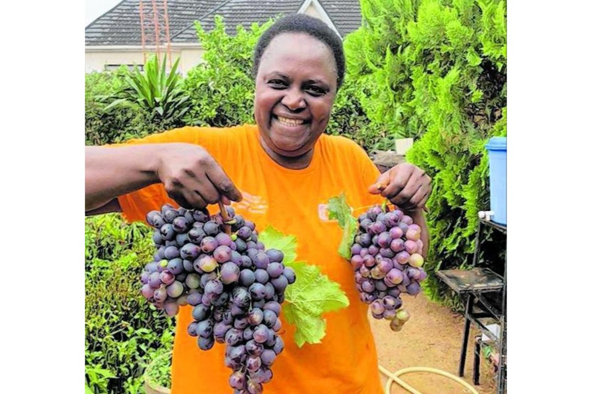‘Money on the ground’: the story of a grape grower in Nigeria | The Citizen
