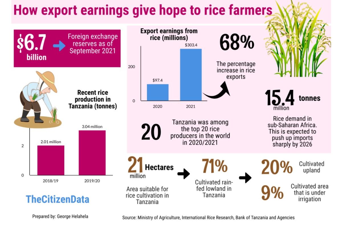 TZ@60: Why rice is likely to become the white gold of the future | The ...