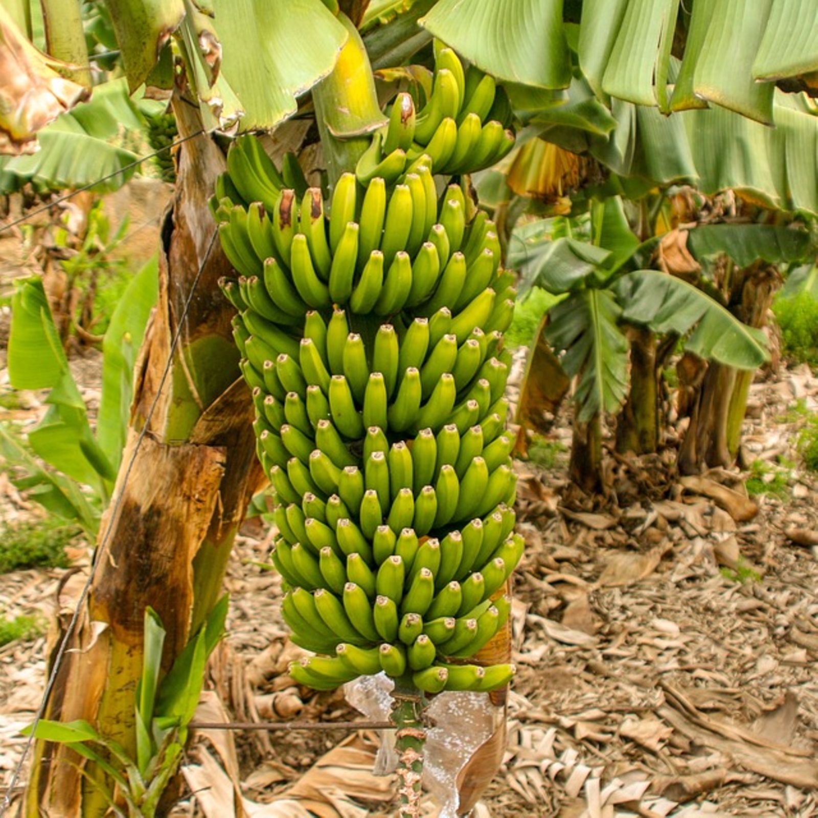 Banana Farming