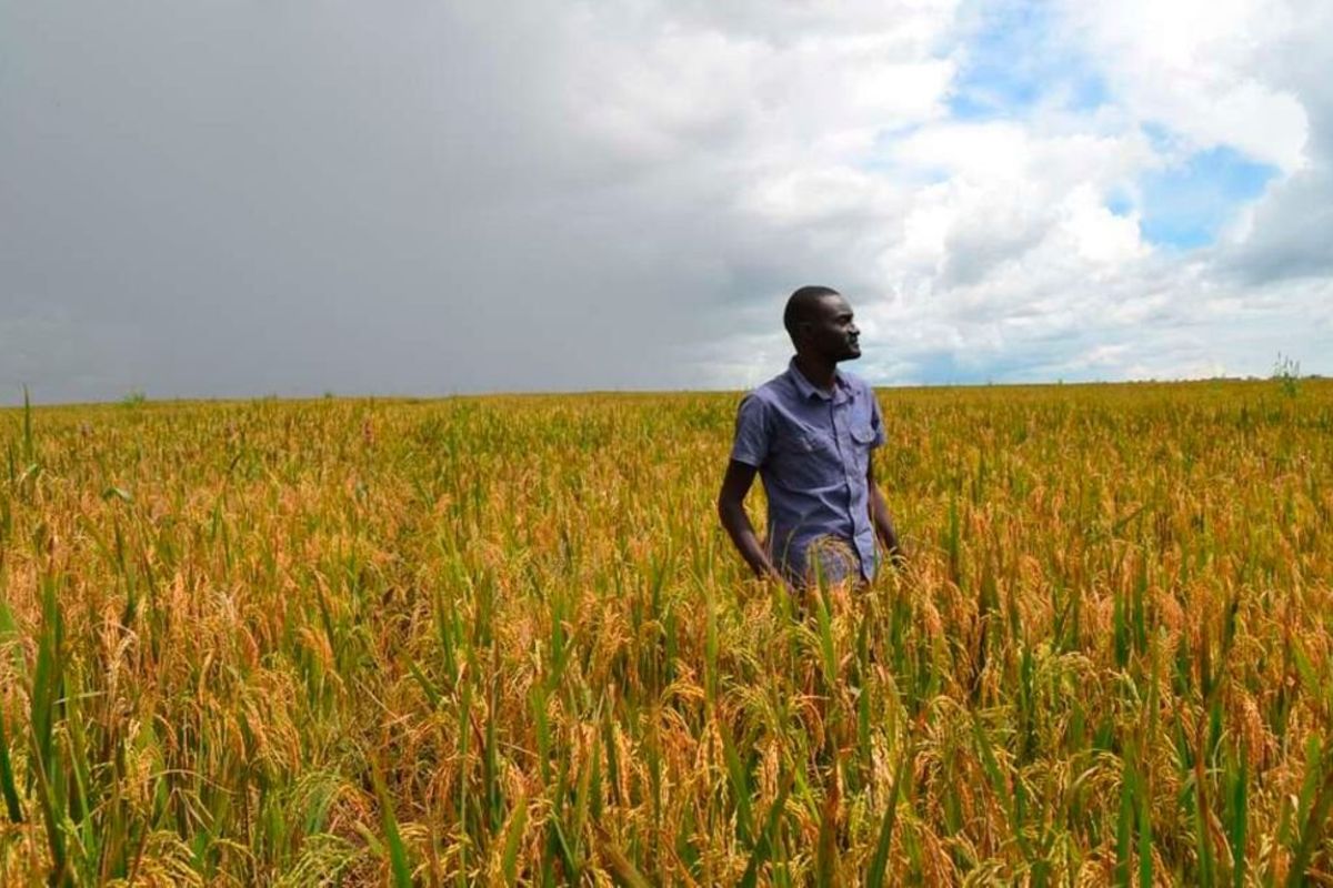 Uganda fertile land can feed 200m says FAO | The Citizen
