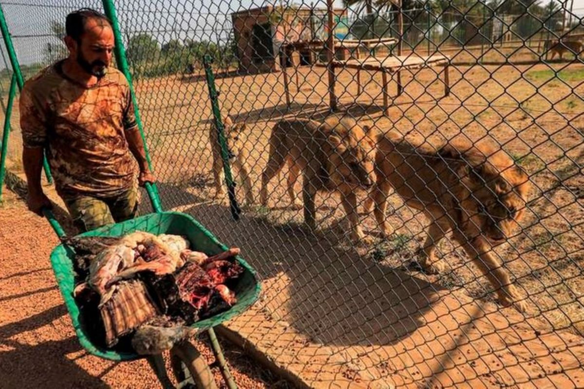 Once-starving lions roar back to life in Sudan sanctuary | The Citizen