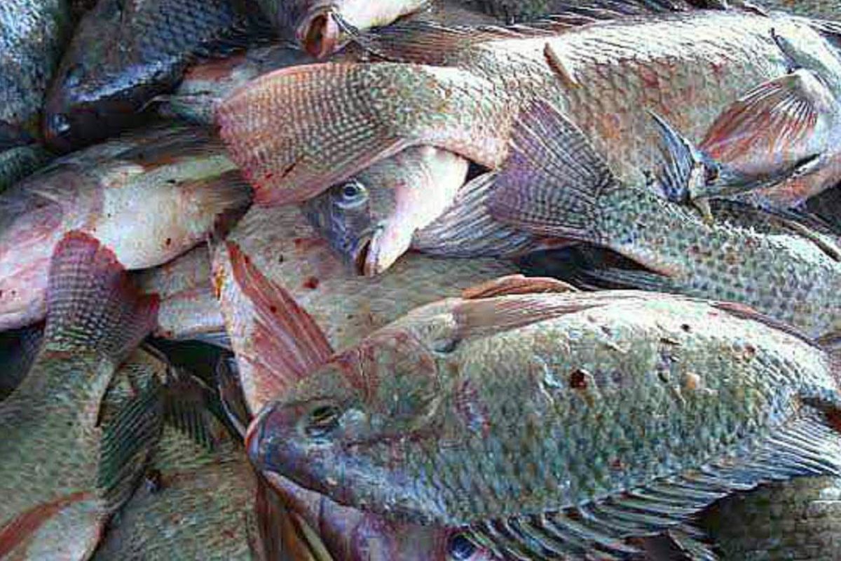 Tanzania in new plan to raise fish harvest | The Citizen