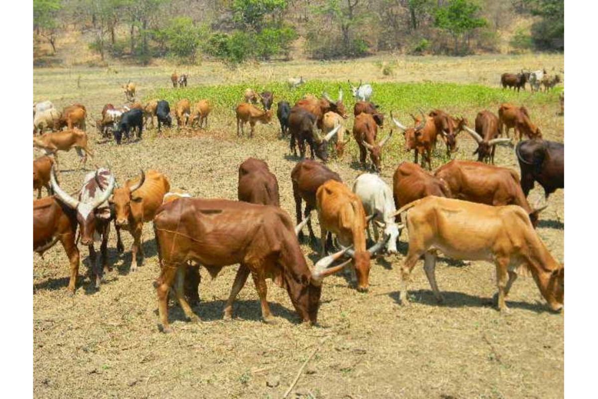 Experts root for electronic tags for cattle identification | The Citizen
