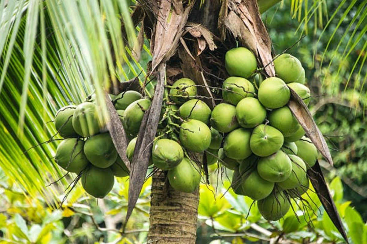 Why coconut farming is important | The Citizen
