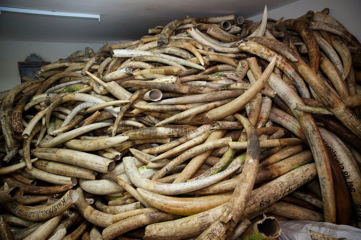 Tanzania to use its Sh186 billion ivory stockpile for awareness | The ...