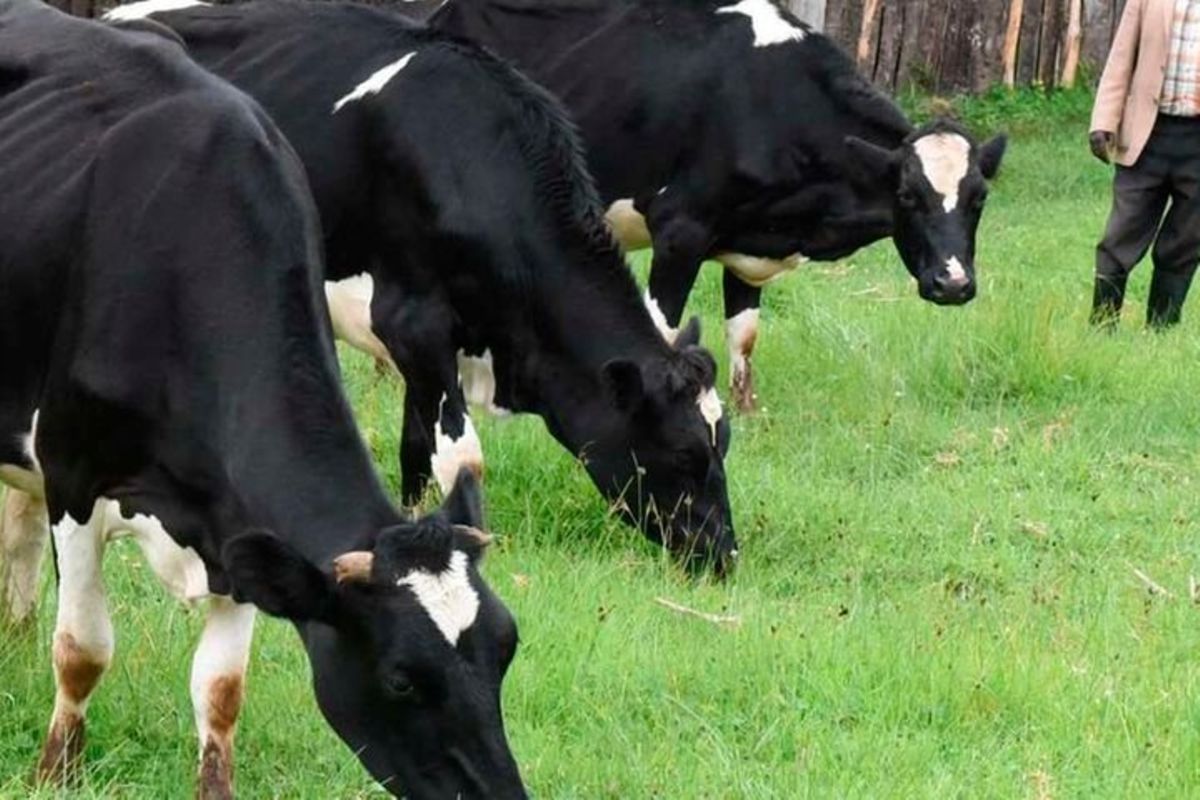 Of Kenyan cows and Ugandan grass | The Citizen