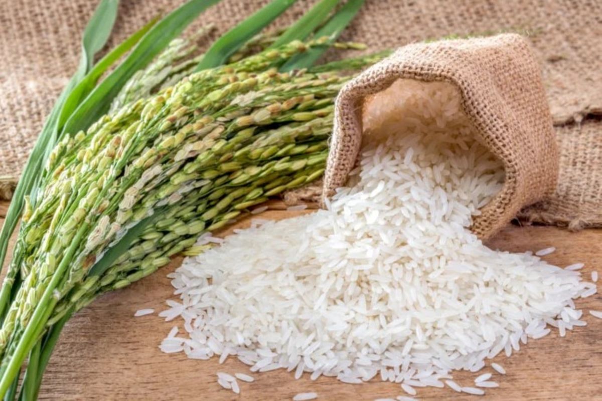 Tanzania strategises how to increase rice production as exports soar ...